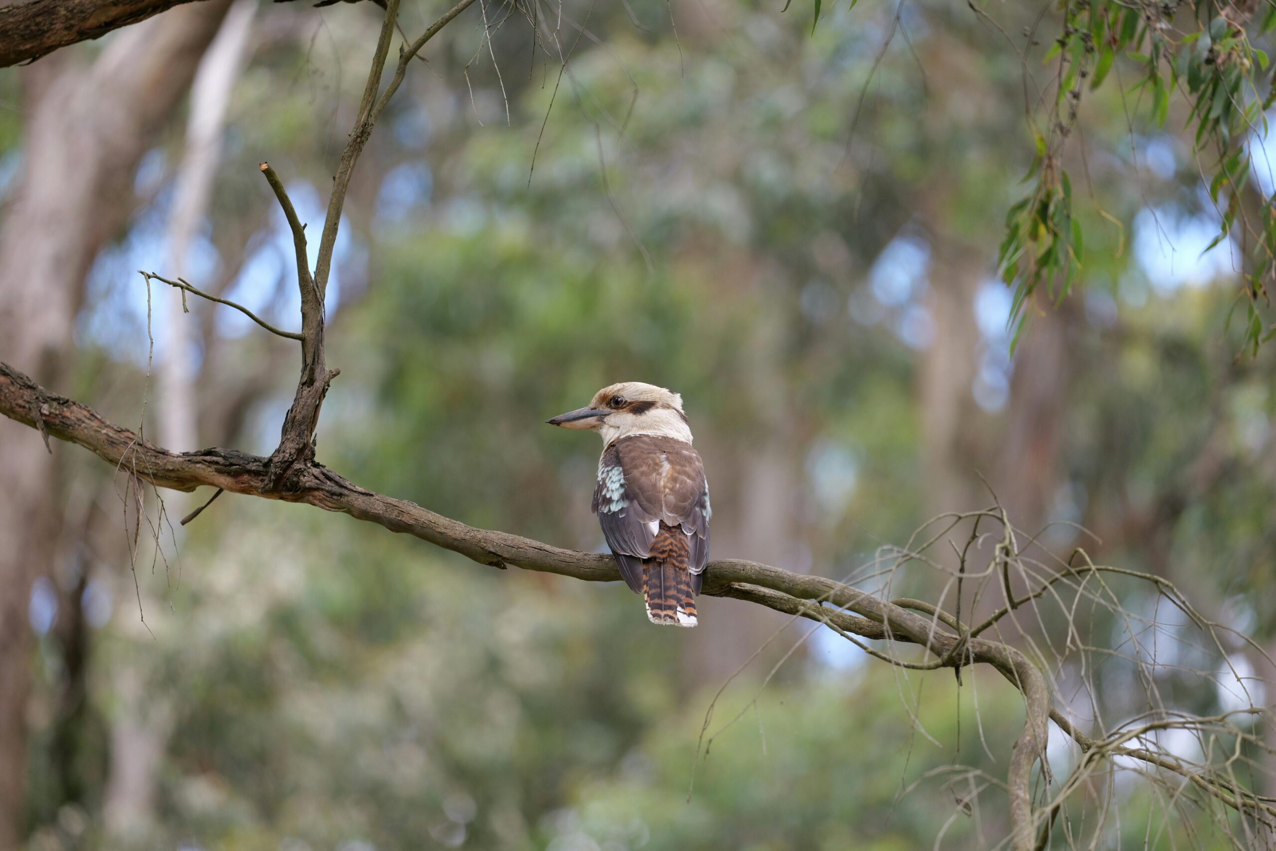 A Moving Story of Birds Helping Trees: - Climate Challange